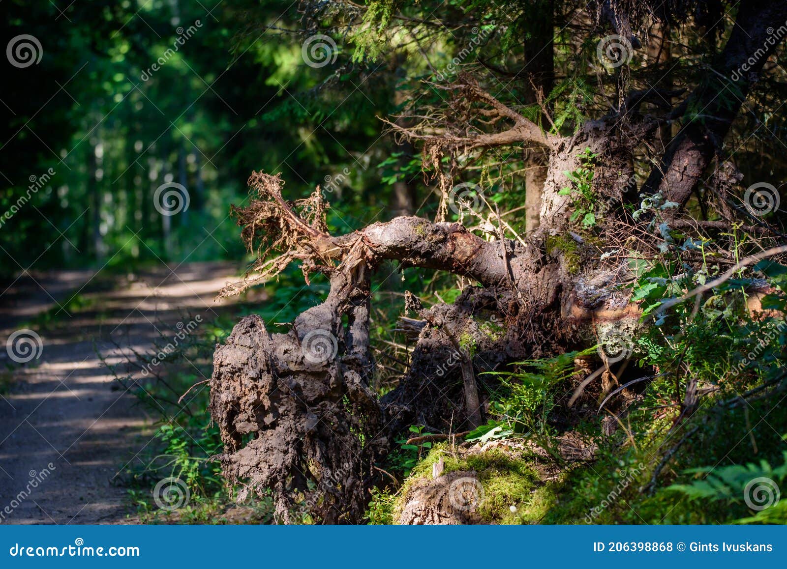 Fallen Tree with Big Tree Roots Stock Photo - Image of trail, oxygen ...