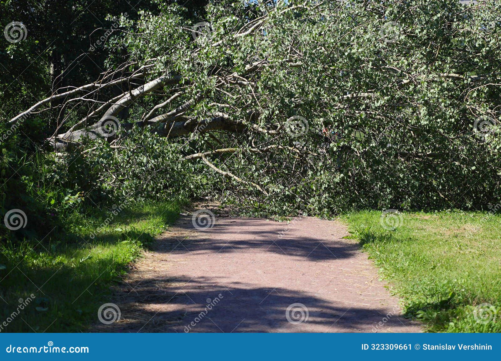 Fallen Tree Blocked the Path in the Forest Park Stock Image - Image of ...