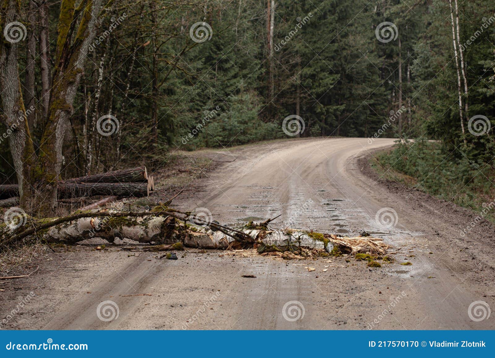 Fallen Tree Blocking a Country Road in a Deciduous Forest by Spring ...
