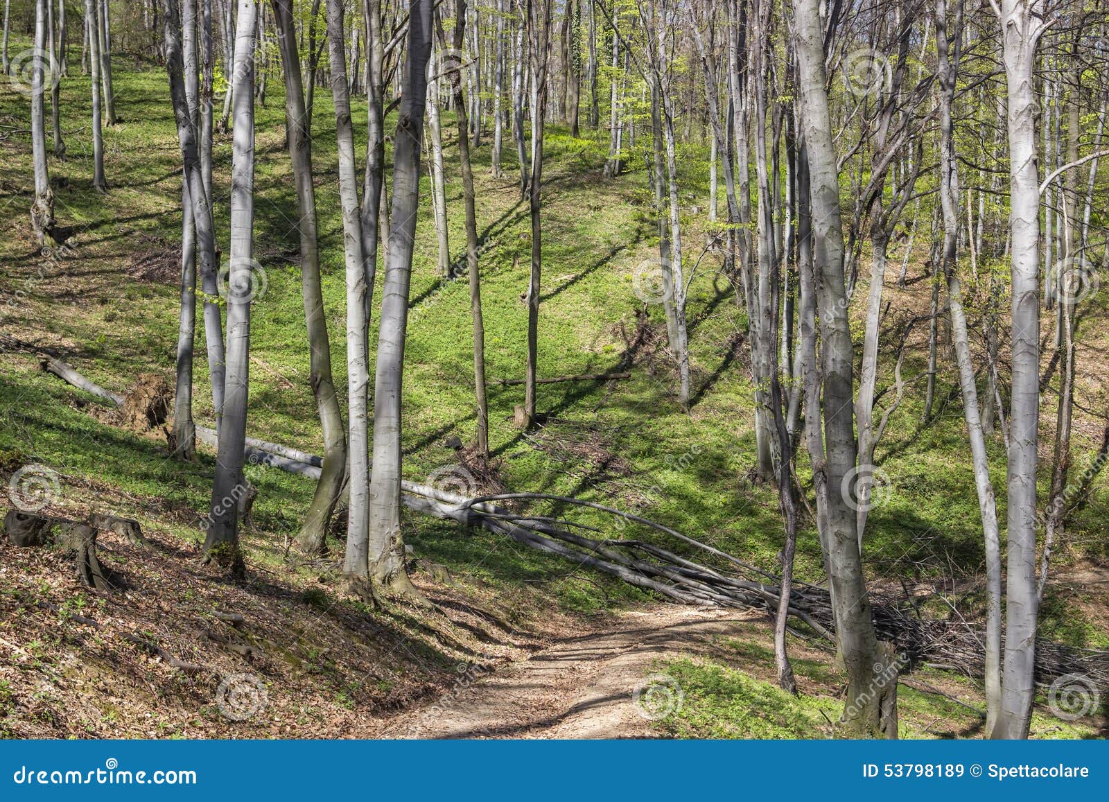 Fallen Tree Blocking The Dirt Road 4 Royalty-Free Stock Photography ...