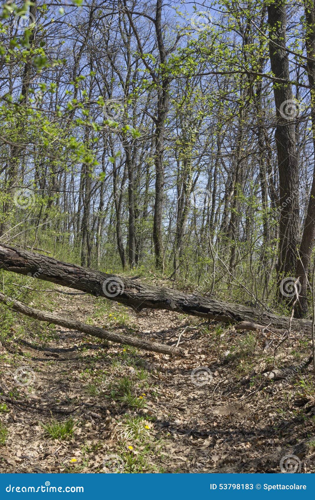 Fallen Tree Blocking the Dirt Road 2 Stock Image - Image of beauty ...