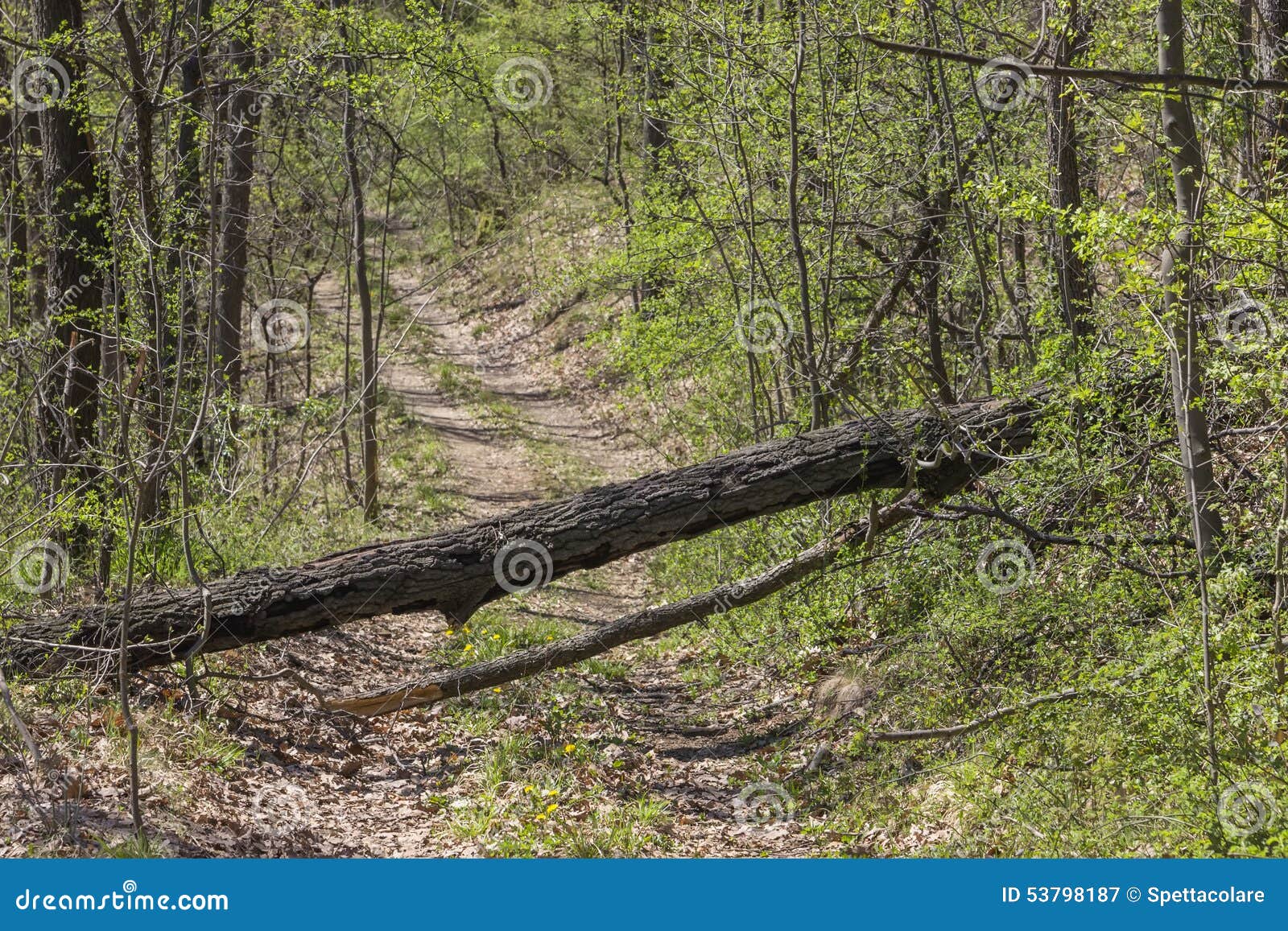 Fallen Tree Blocking the Dirt Road Stock Image - Image of agriculture ...