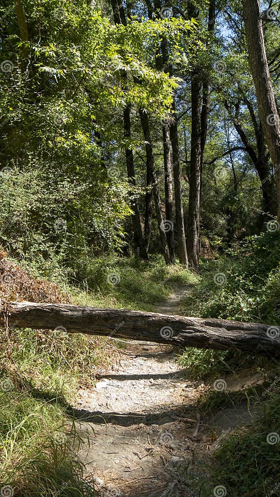 Fallen Tree Blocking Path in the Forest Stock Photo - Image of color ...