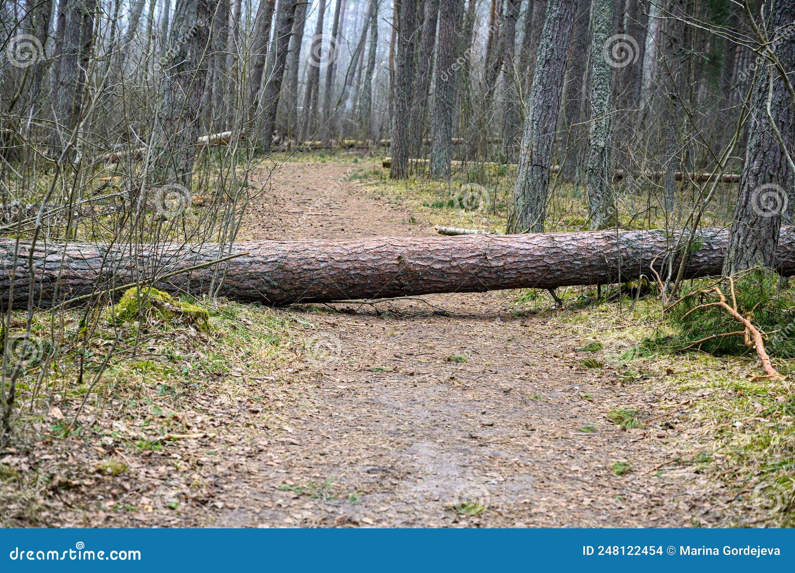 A Fallen Tree Blocks the Forest Road. Forest after the Storm Stock ...
