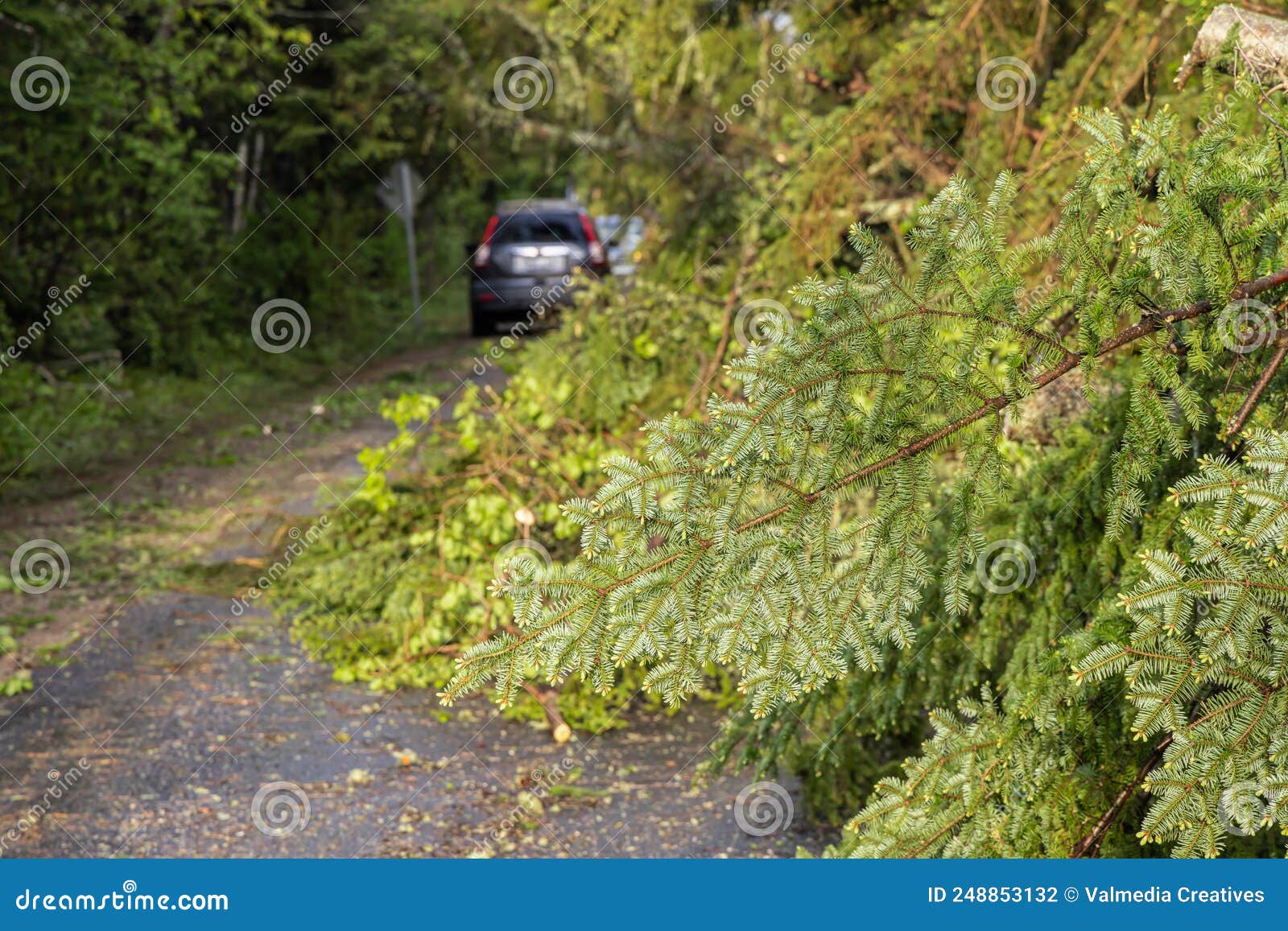Fallen Tree Blocks Main Road after Storm Stock Photo - Image of ...