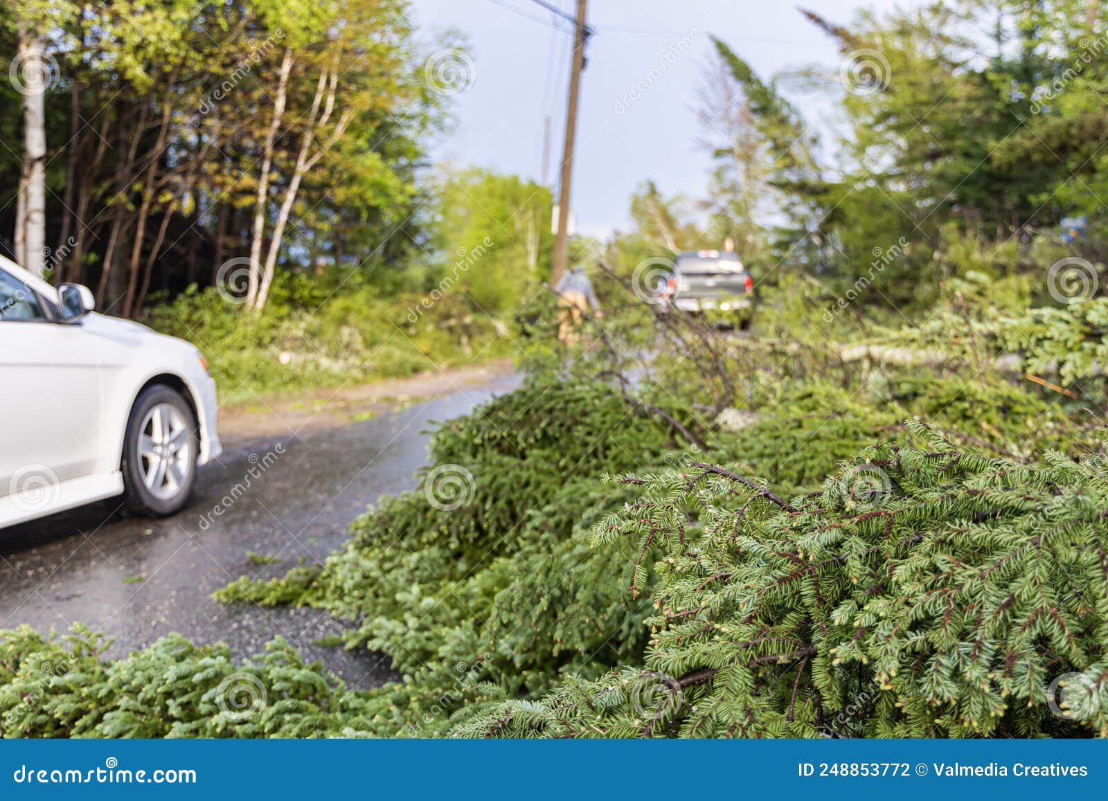 Fallen Tree Blocks Main Road after Storm Stock Photo - Image of route ...