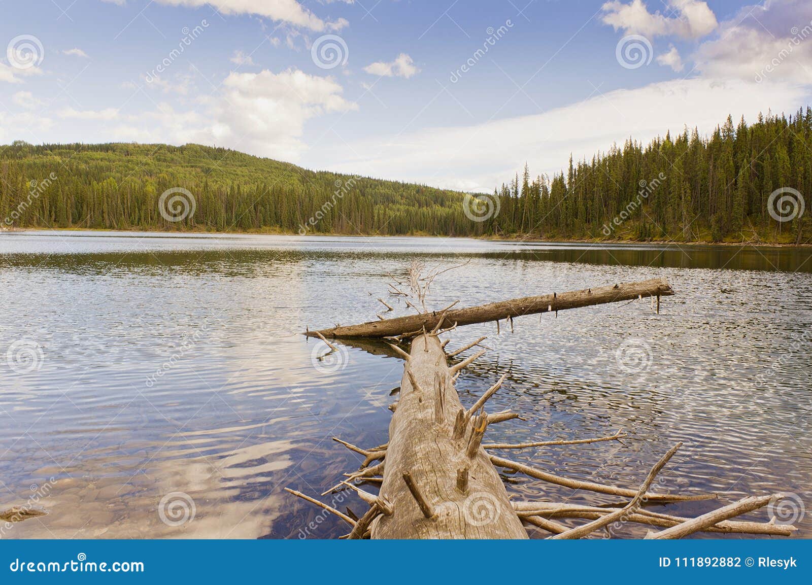 Fallen Tree in Blue Lake, Alberta, Canada. Stock Photo - Image of ...