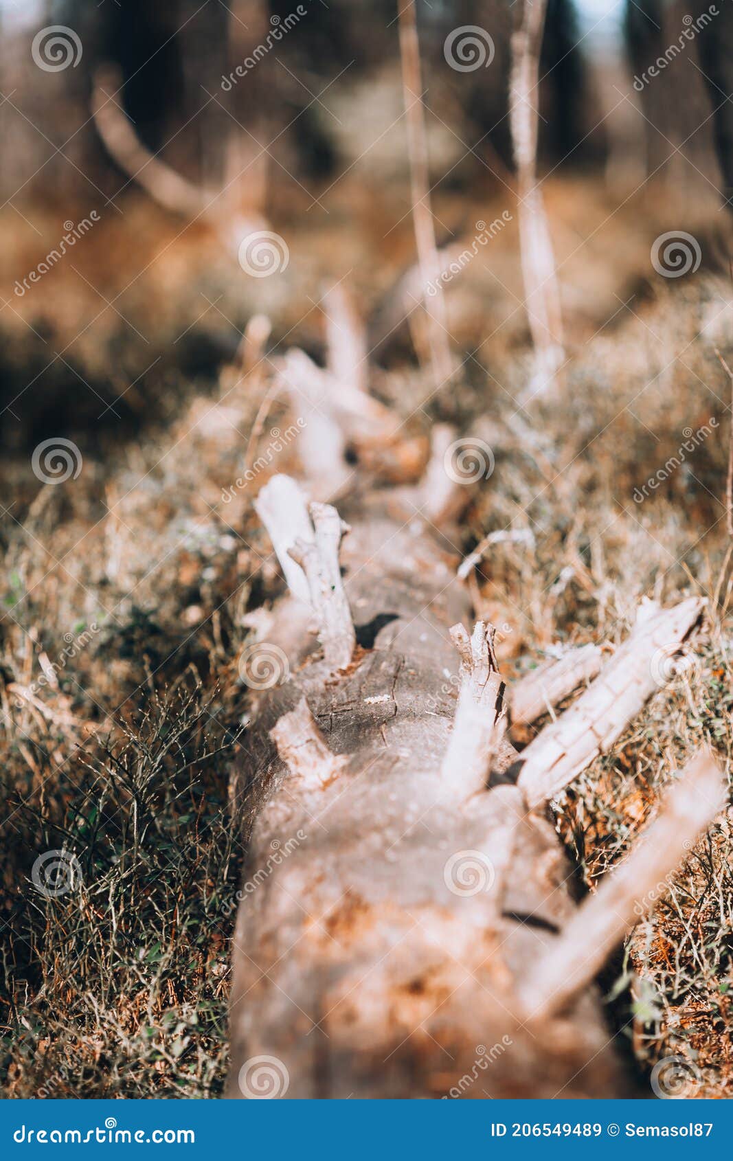 Fallen Tree. Blurred Background with Forest and Lying Fallen Tree Stock ...