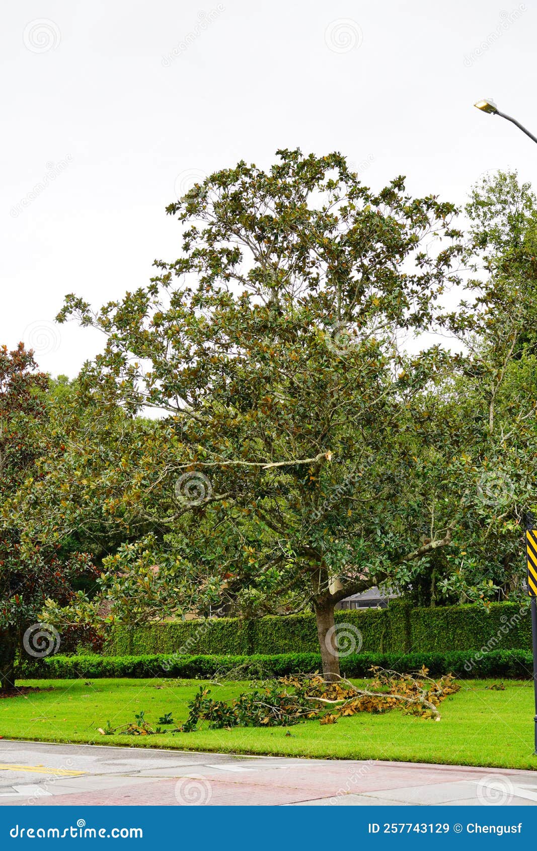 Fallen Tree Branch and Leaf on Road after Hurricane. Stock Image ...