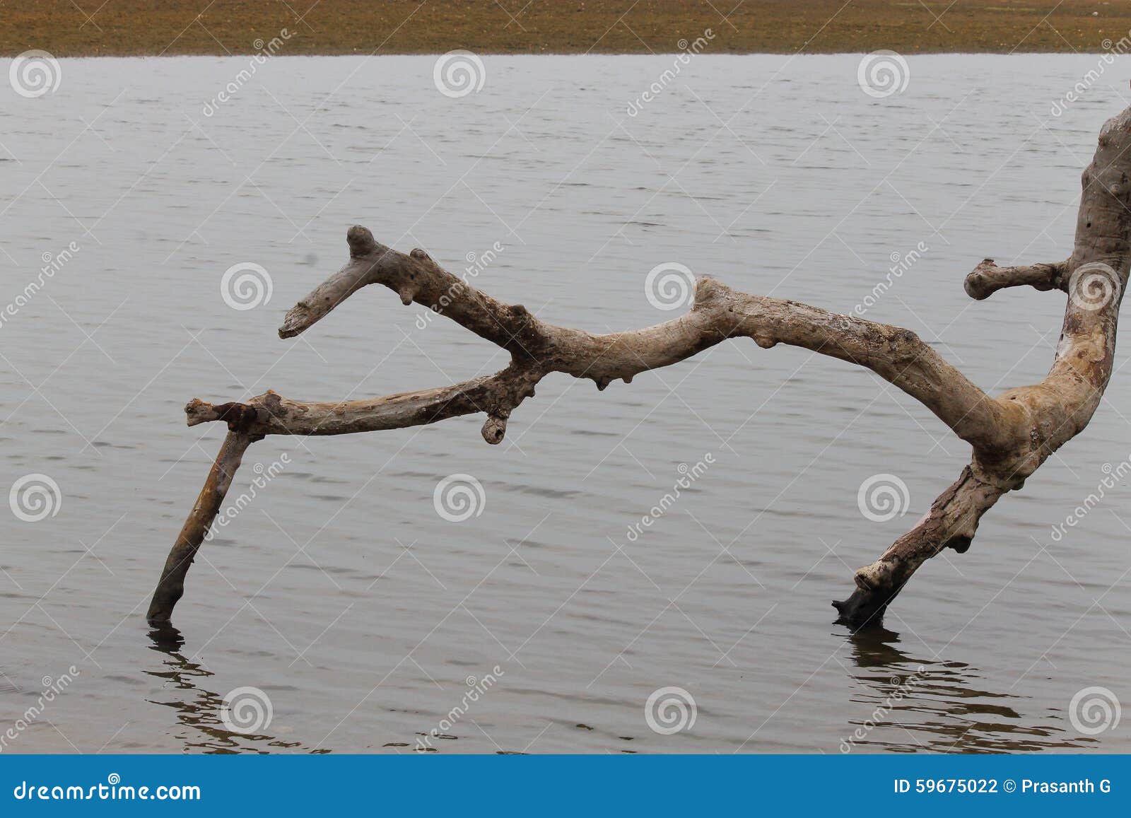 Fallen tree branch stock photo. Image of tree, nature - 59675022