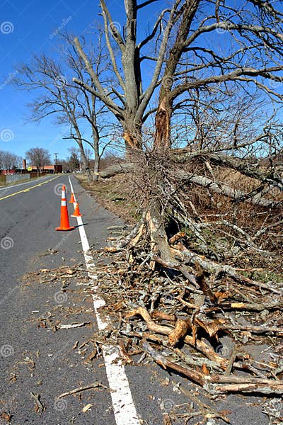 Fallen Tree Branch on a Road after a Strong Storm Stock Image - Image ...