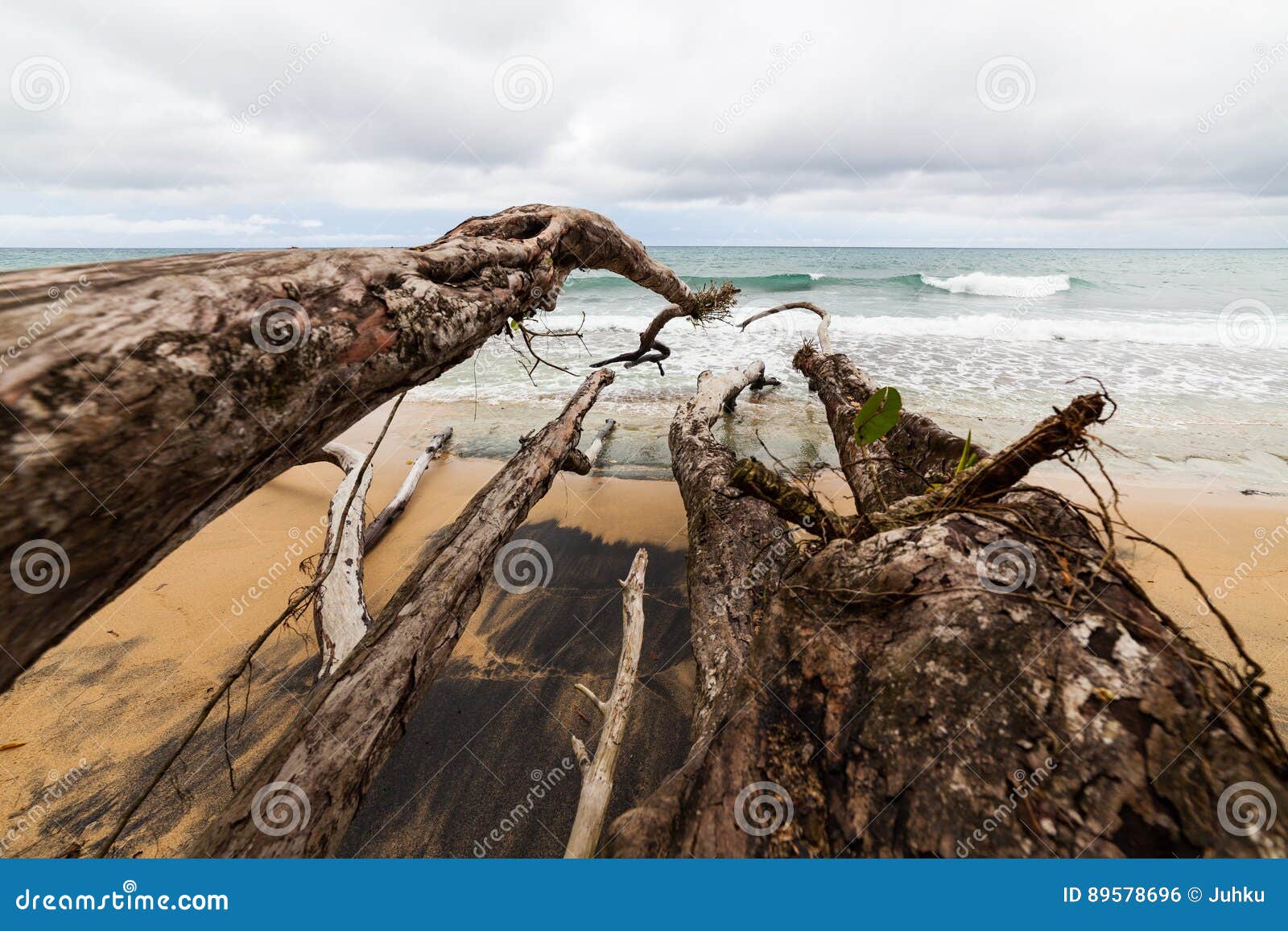 Fallen Tree Branches in Beach Stock Photo - Image of view, sand: 89578696