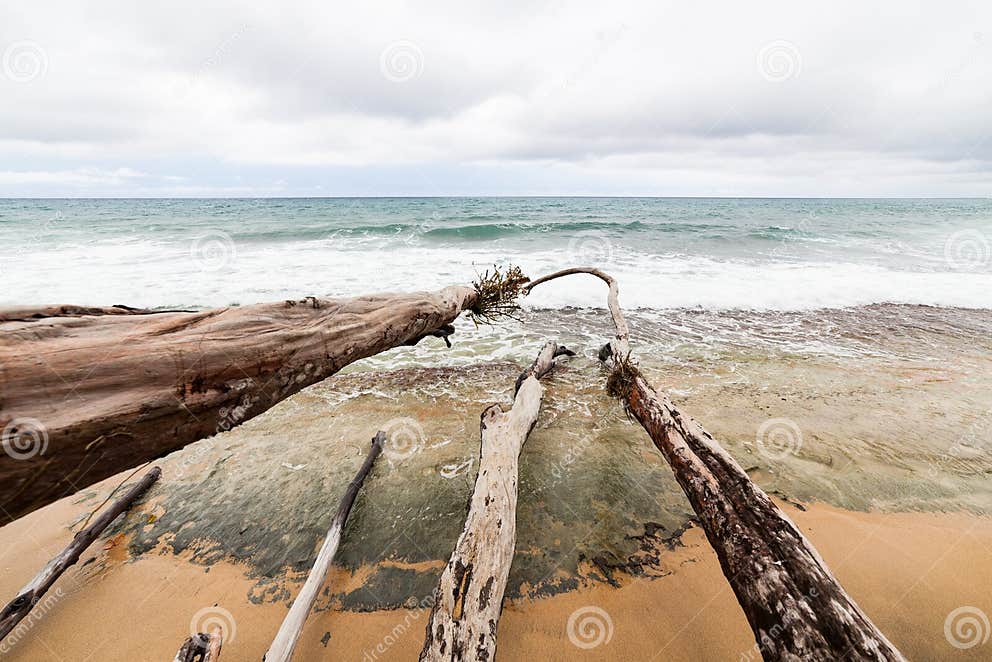 Fallen Tree Branches in Beach Stock Image - Image of driftwood ...