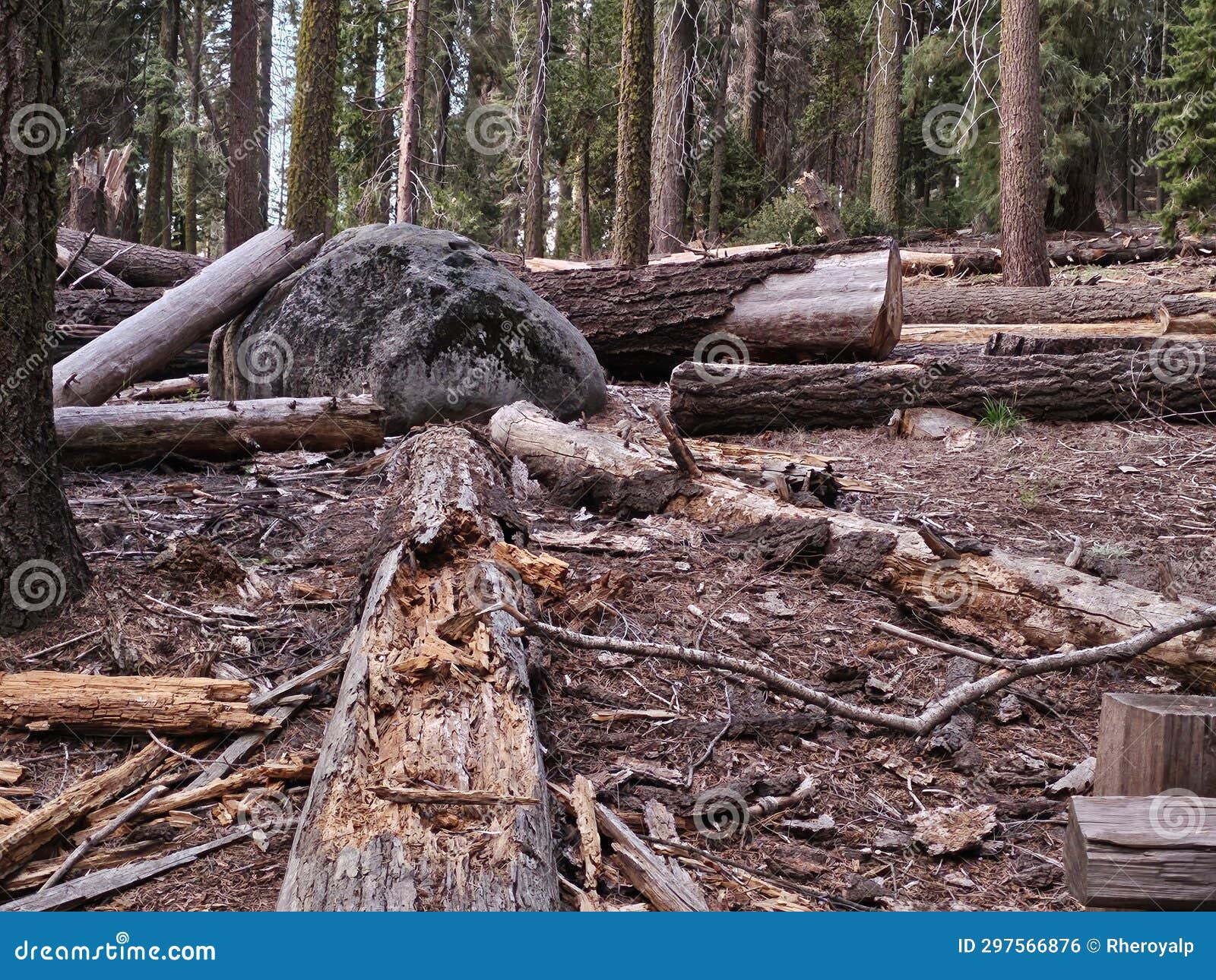 Fallen Tree Branches stock photo. Image of trail, forest - 297566876