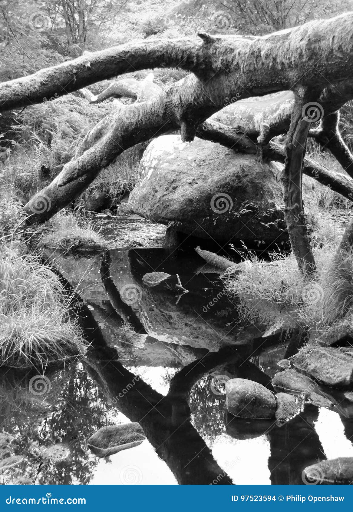Fallen Tree with Branches Reflected in Still Water Stock Photo - Image ...