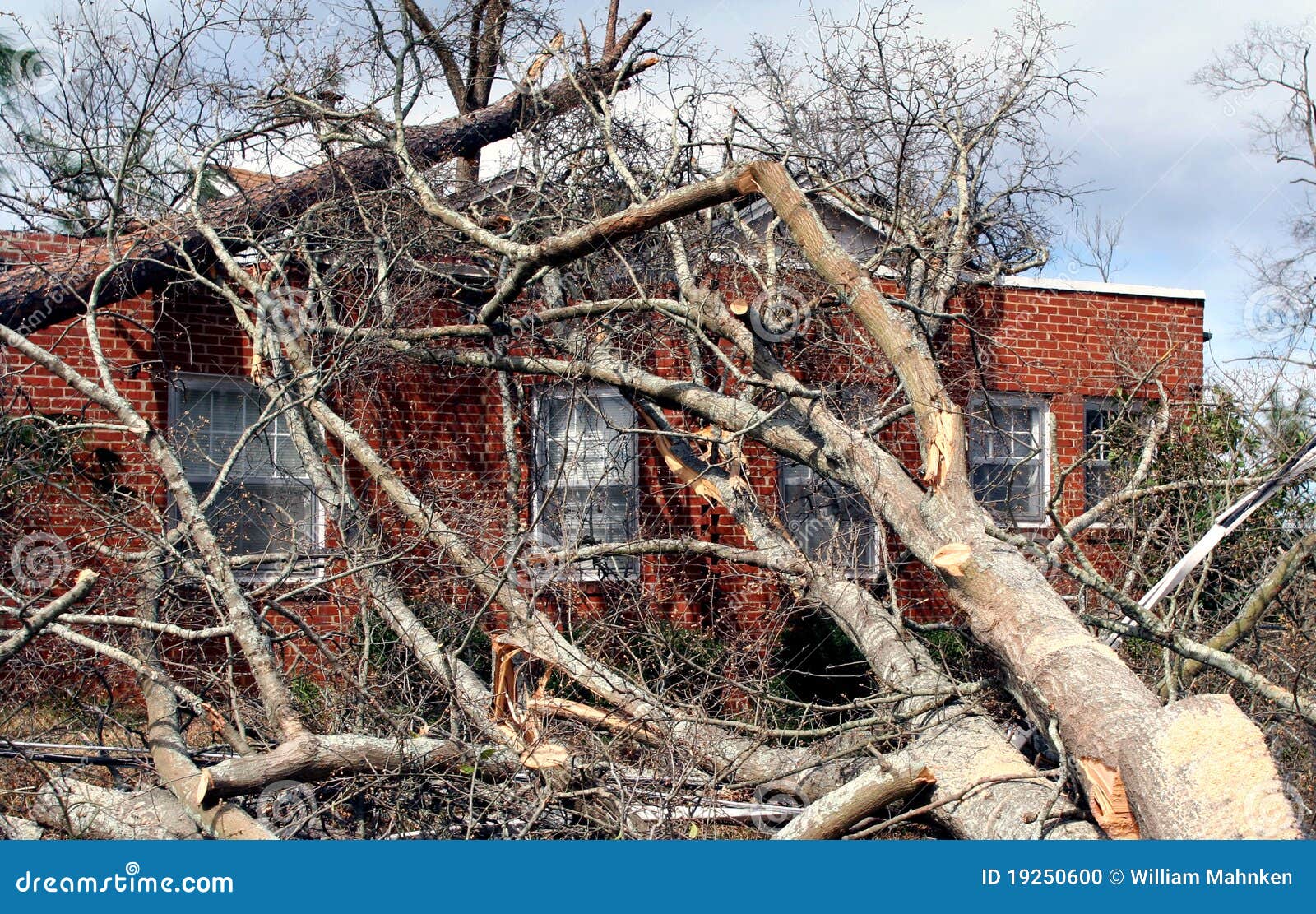 Fallen Tree on Brick House stock photo. Image of state - 19250600