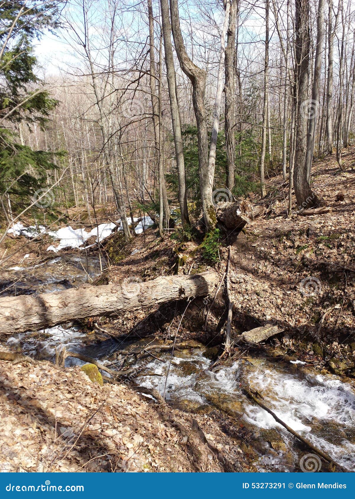 Fallen tree bridge stock image. Image of bridge, nature - 53273291