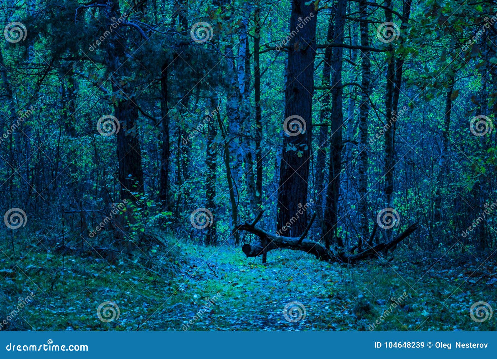 Fallen Tree is Brightly Illuminated in the Night Forest Stock Image ...