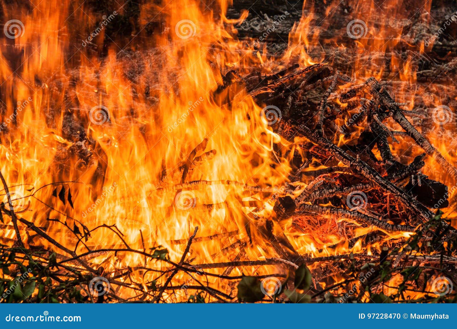 Fallen Tree is Burned To the Ground a Lot of Smoke when Vildfire Stock ...