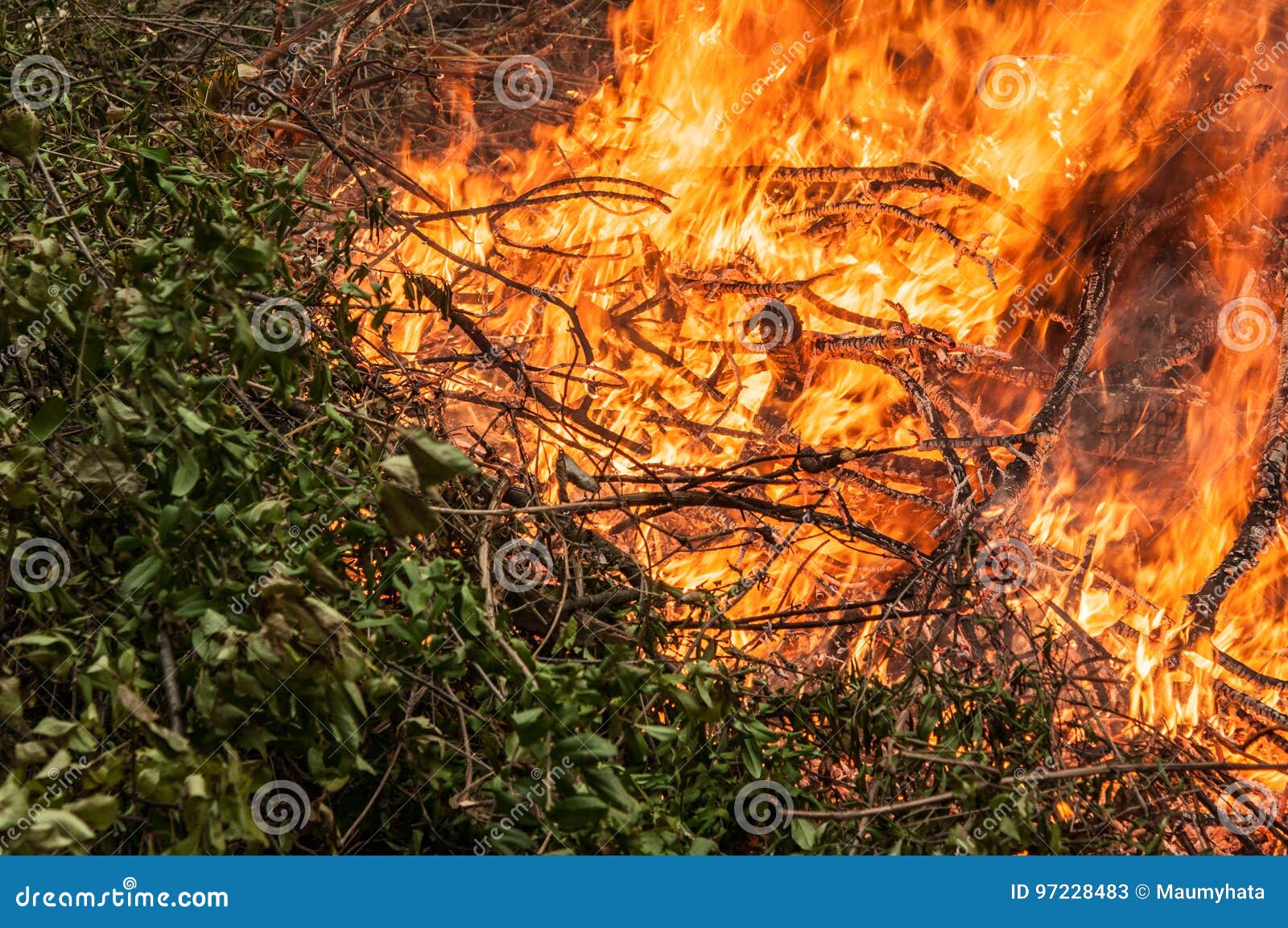 Fallen Tree is Burned To the Ground a Lot of Smoke when Vildfire Stock ...