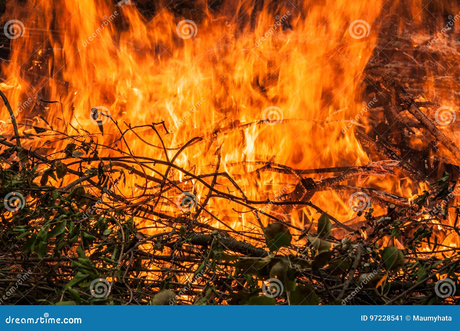 Fallen Tree is Burned To the Ground a Lot of Smoke when Vildfire Stock ...