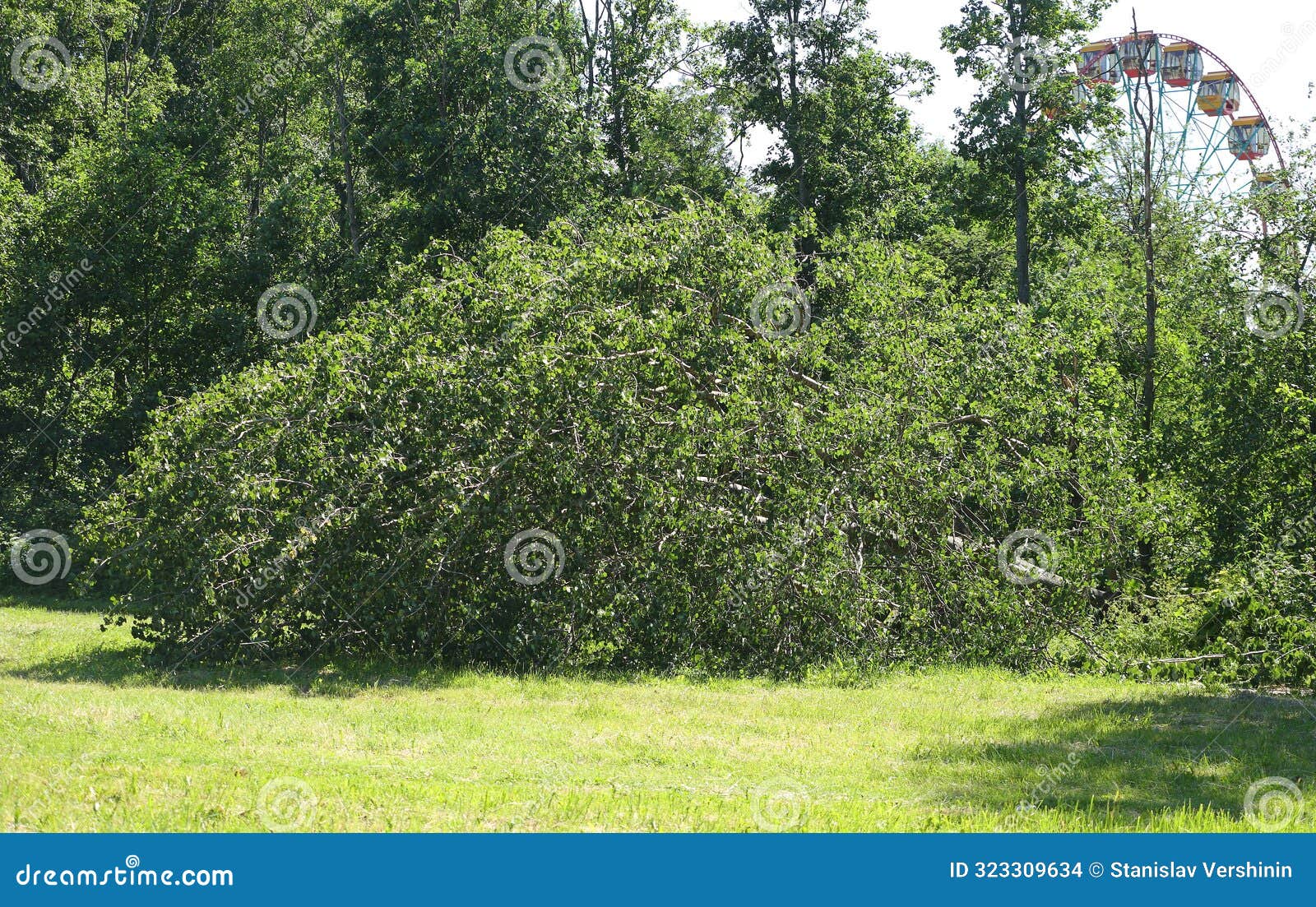 Fallen Tree in the City Forest Park Stock Photo - Image of nature ...