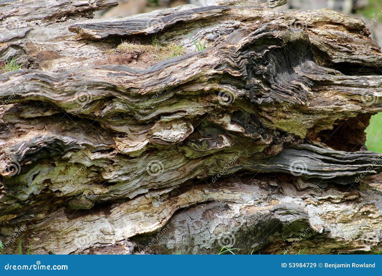 Fallen Tree Close Up stock image. Image of fallen, rotten - 53984729
