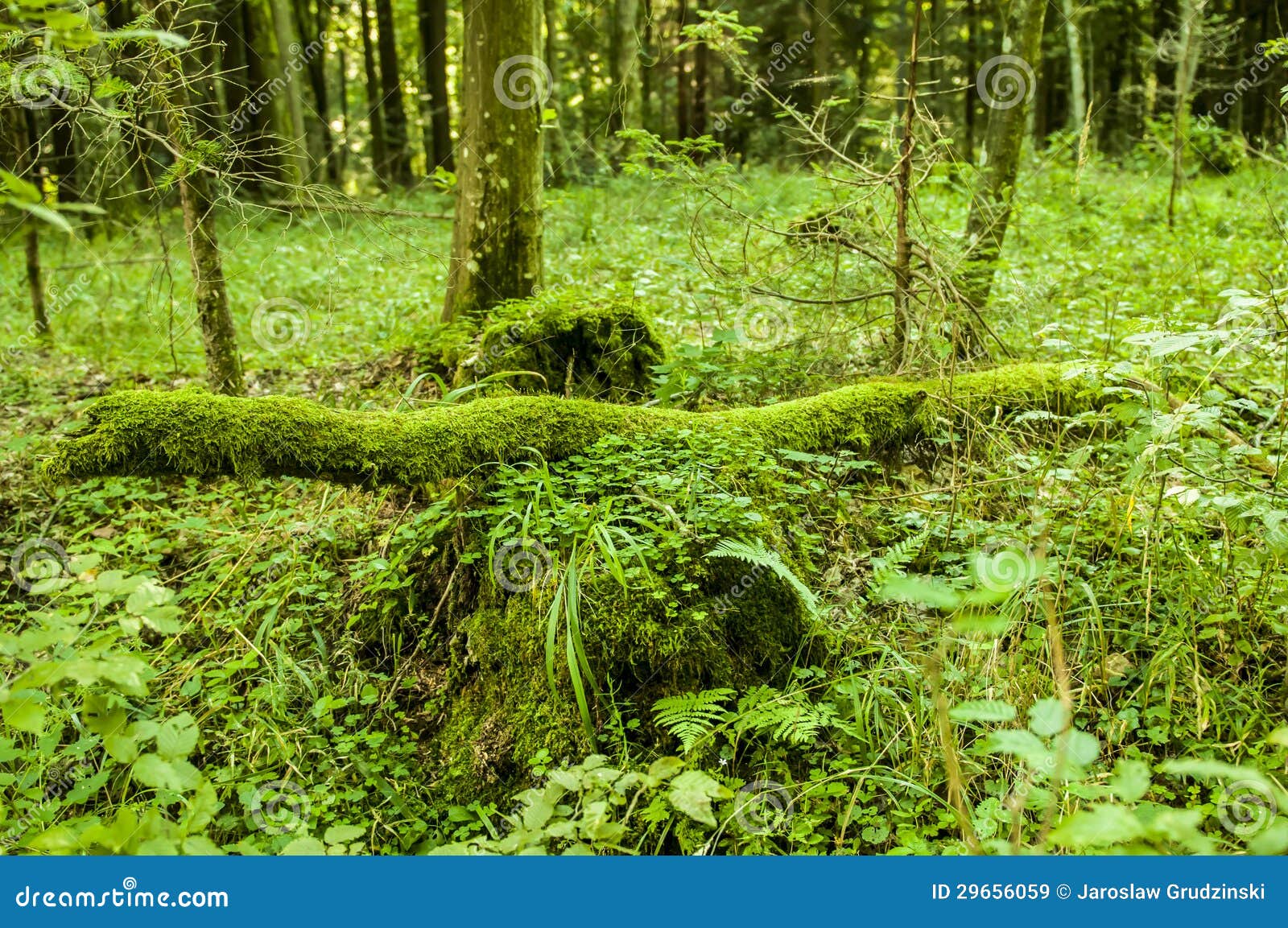 Fallen Tree Covered with Moss Stock Image - Image of fall, calm: 29656059