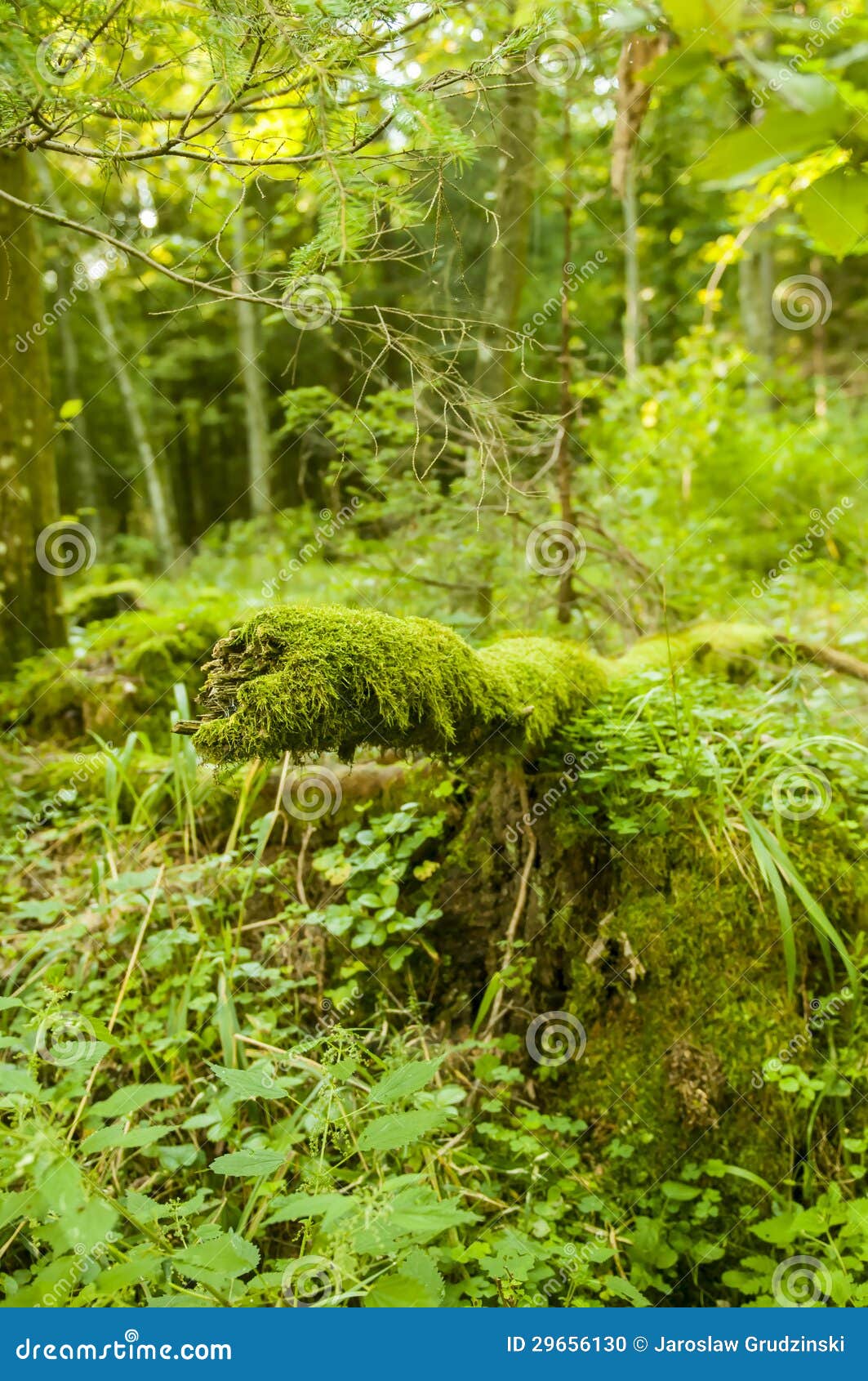 Fallen Tree Covered with Moss Stock Photo - Image of park, branches ...