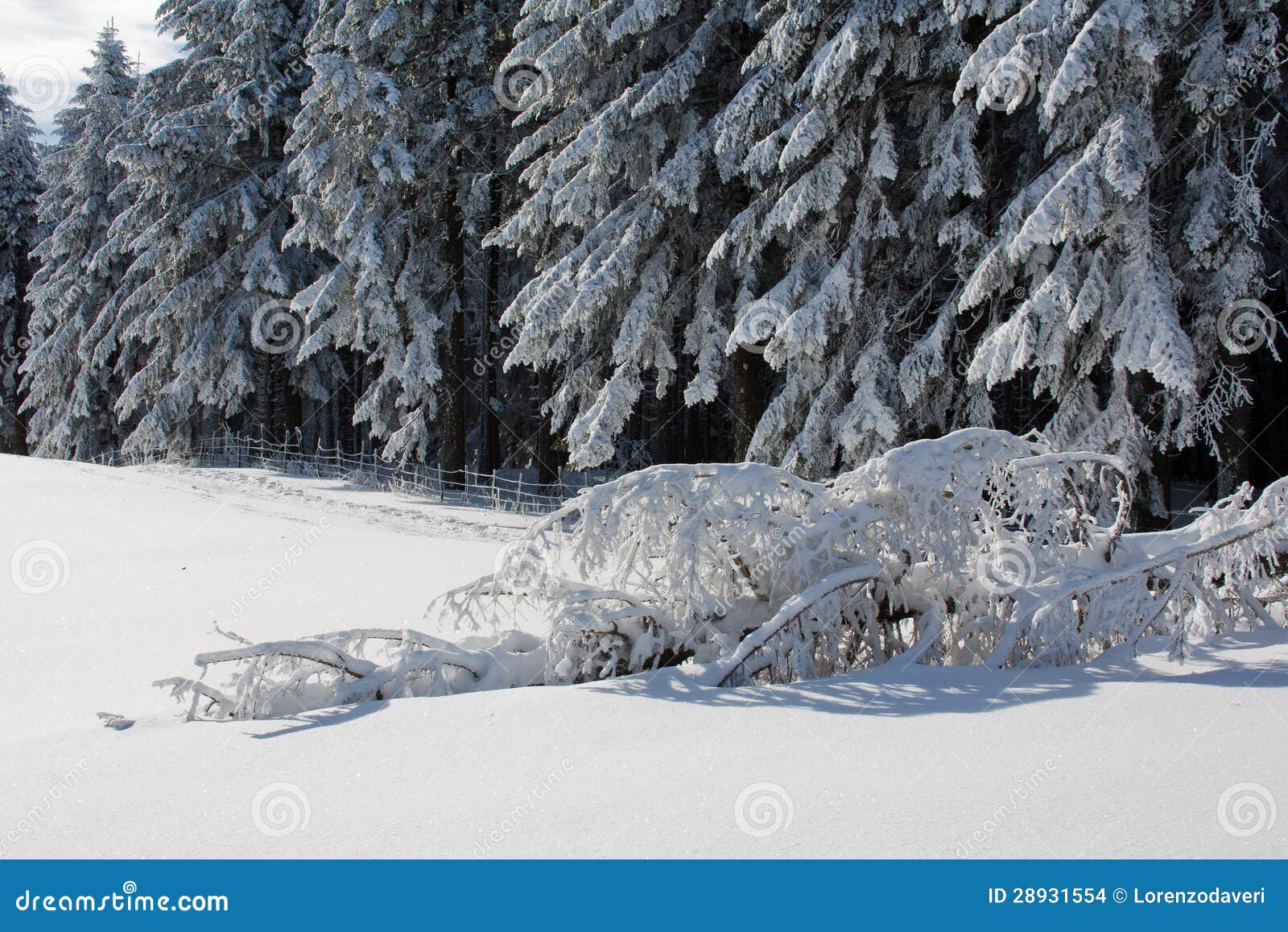 Fallen Tree Covered with Snow Stock Photo - Image of landscape, fallen ...