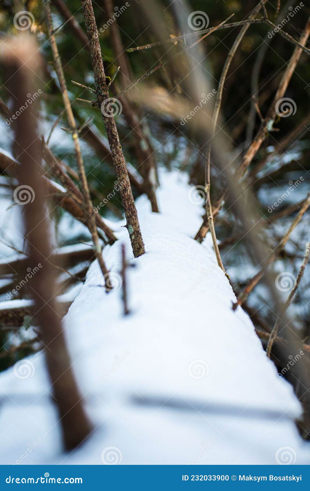 Fallen Tree Covered with Snow in the Winter Forest Stock Photo - Image ...