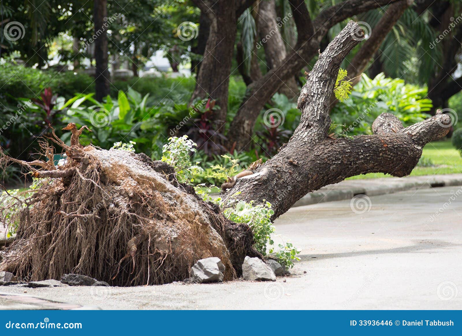 Fallen Tree Cratered in Ground Stock Photo - Image of lumpini, thailand ...
