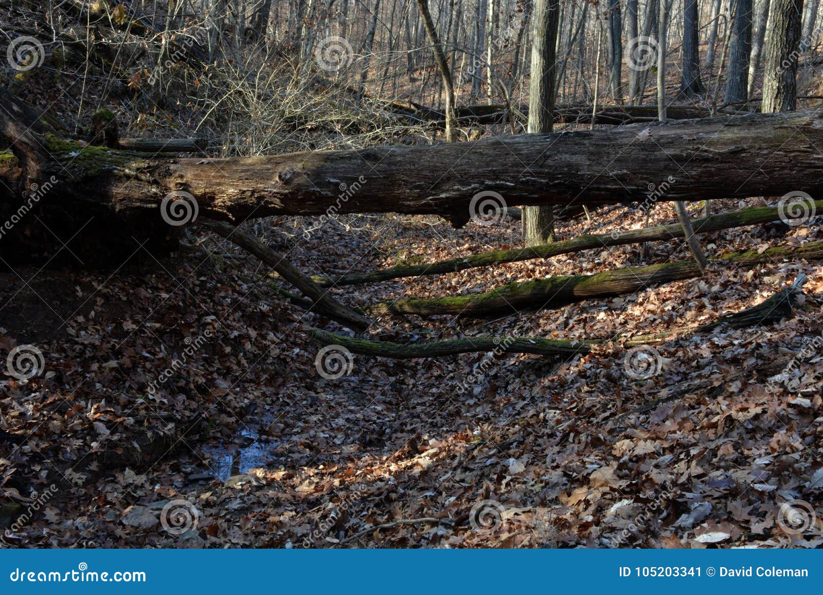 Fallen trees in the forest stock image. Image of tree - 105203341