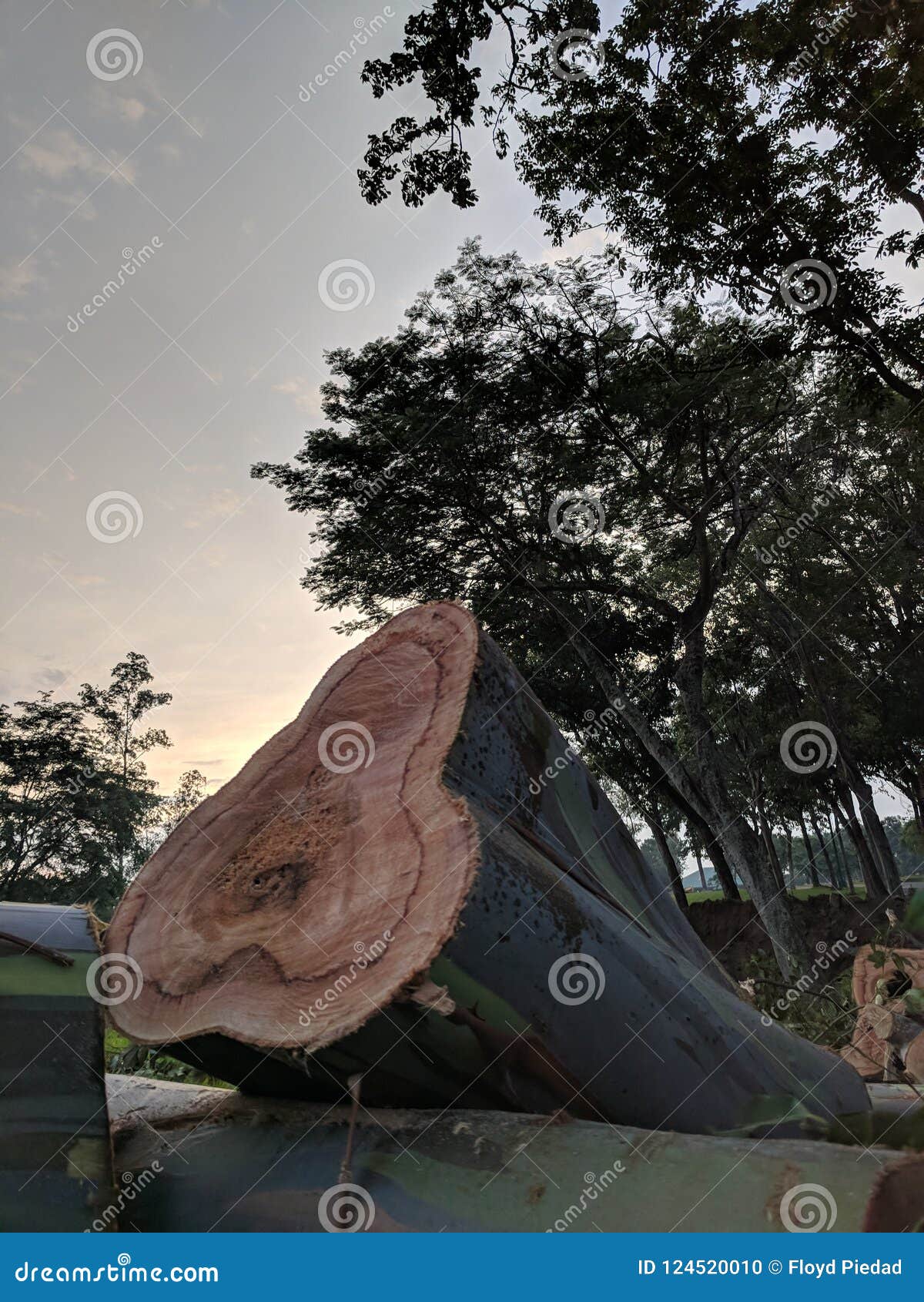 Fallen Tree stock photo. Image of tree, nature, deforestation - 124520010
