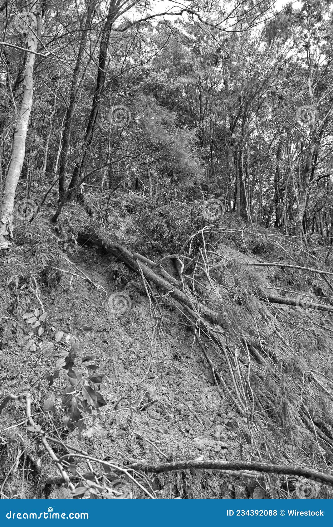 Fallen tree after cyclone stock photo. Image of forest - 234392088