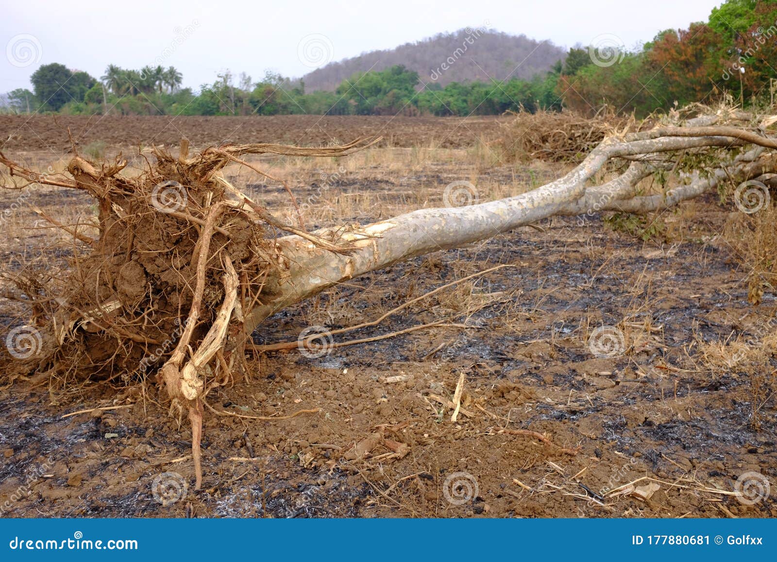 Fallen Tree Damaged by Natural Wind Storm Outdoor Stock Image - Image ...