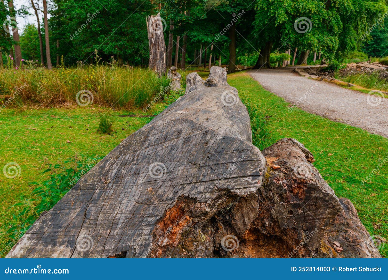 Fallen Tree Trunks. Dead Trees. Stock Image - Image of logs, dead ...