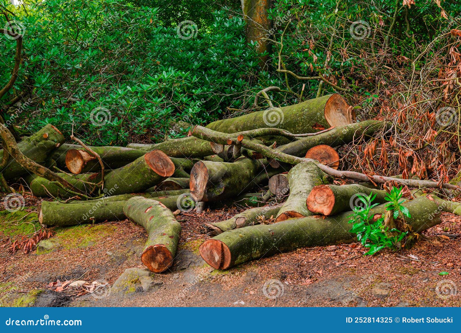 Fallen Tree Trunks. Dead Trees. Stock Image - Image of pond, ziemia ...