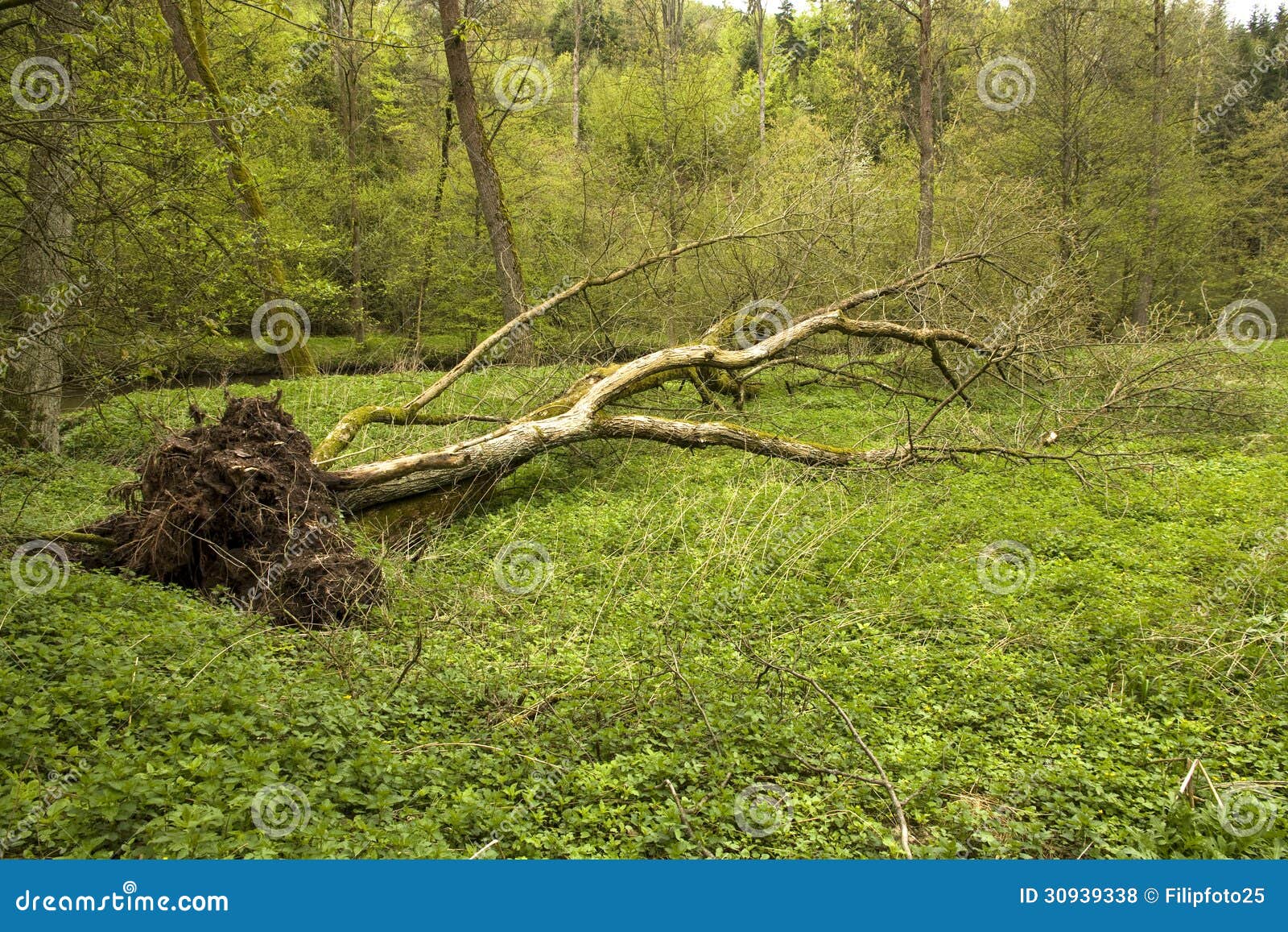 Fallen tree stock photo. Image of fallen, aftermath, crown - 30939338