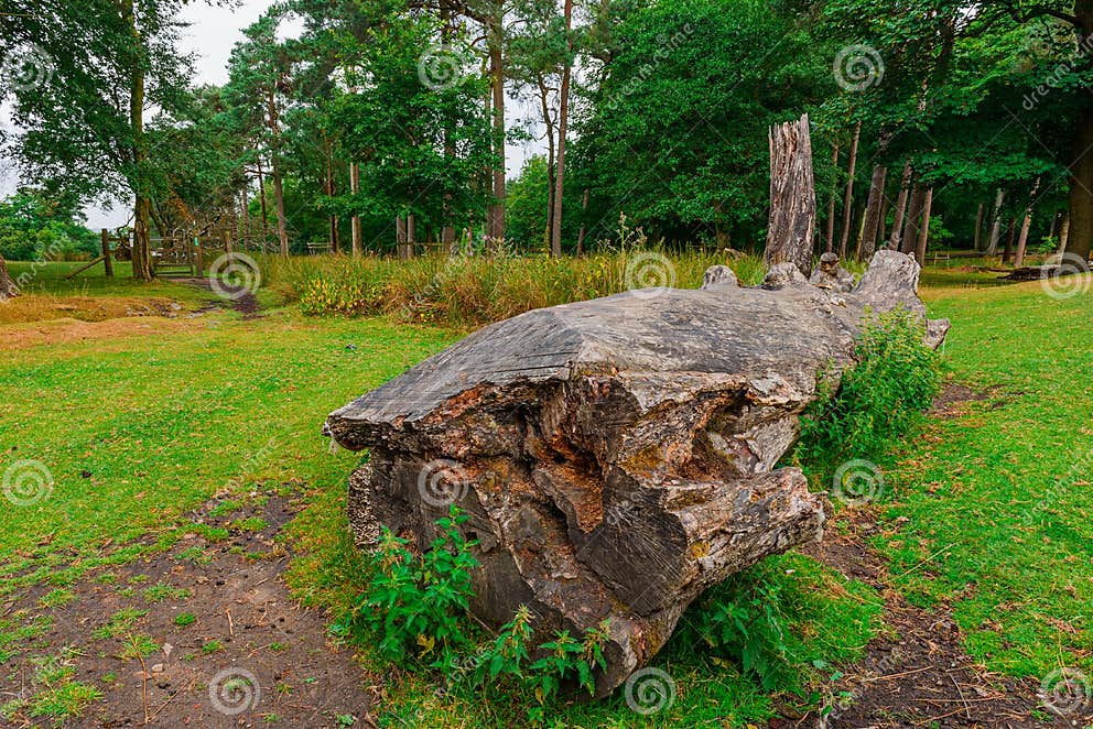 Fallen Tree Trunks. Dead Trees. Stock Image - Image of vegetation ...