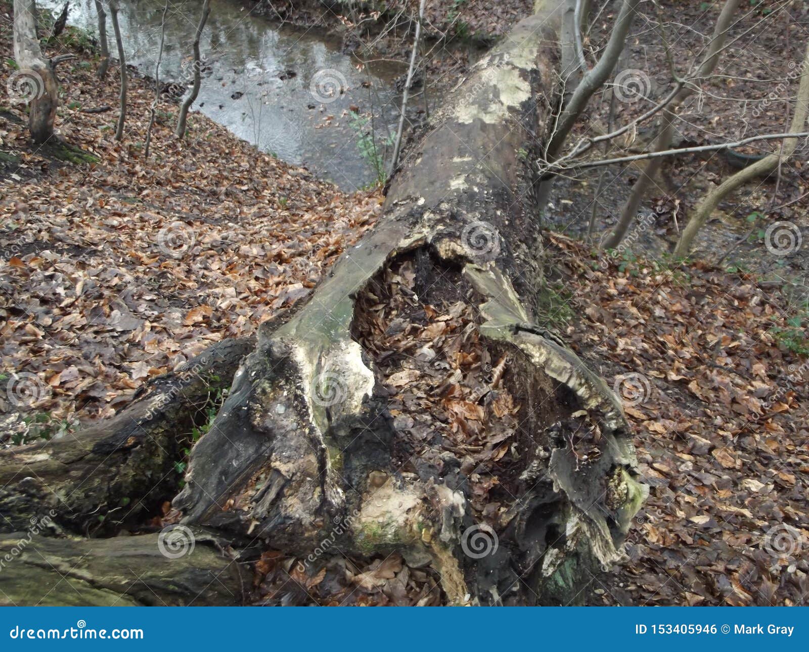 Death of a Tree stock photo. Image of death, leaves - 153405946
