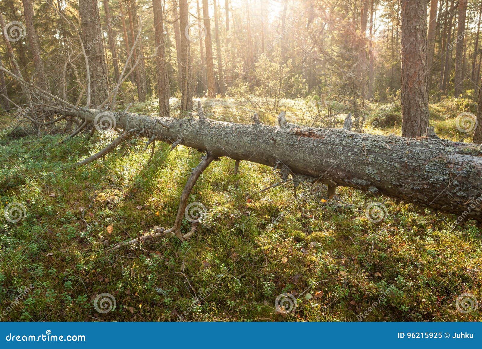 Fallen Tree Decay in Forest Stock Image - Image of decay, wood: 96215925
