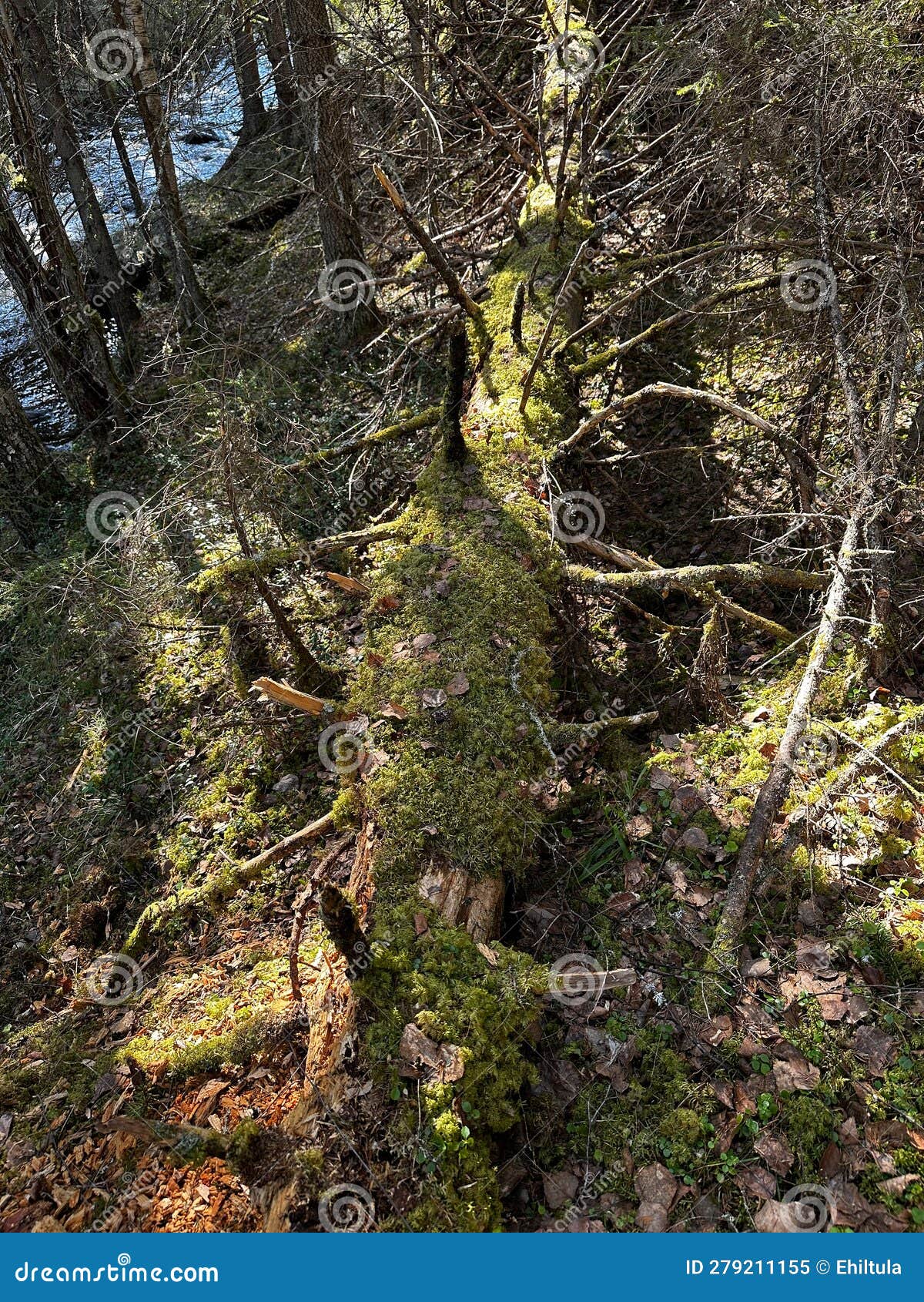 Fallen Tree Decaying in Forest Stock Image - Image of scene, nature ...