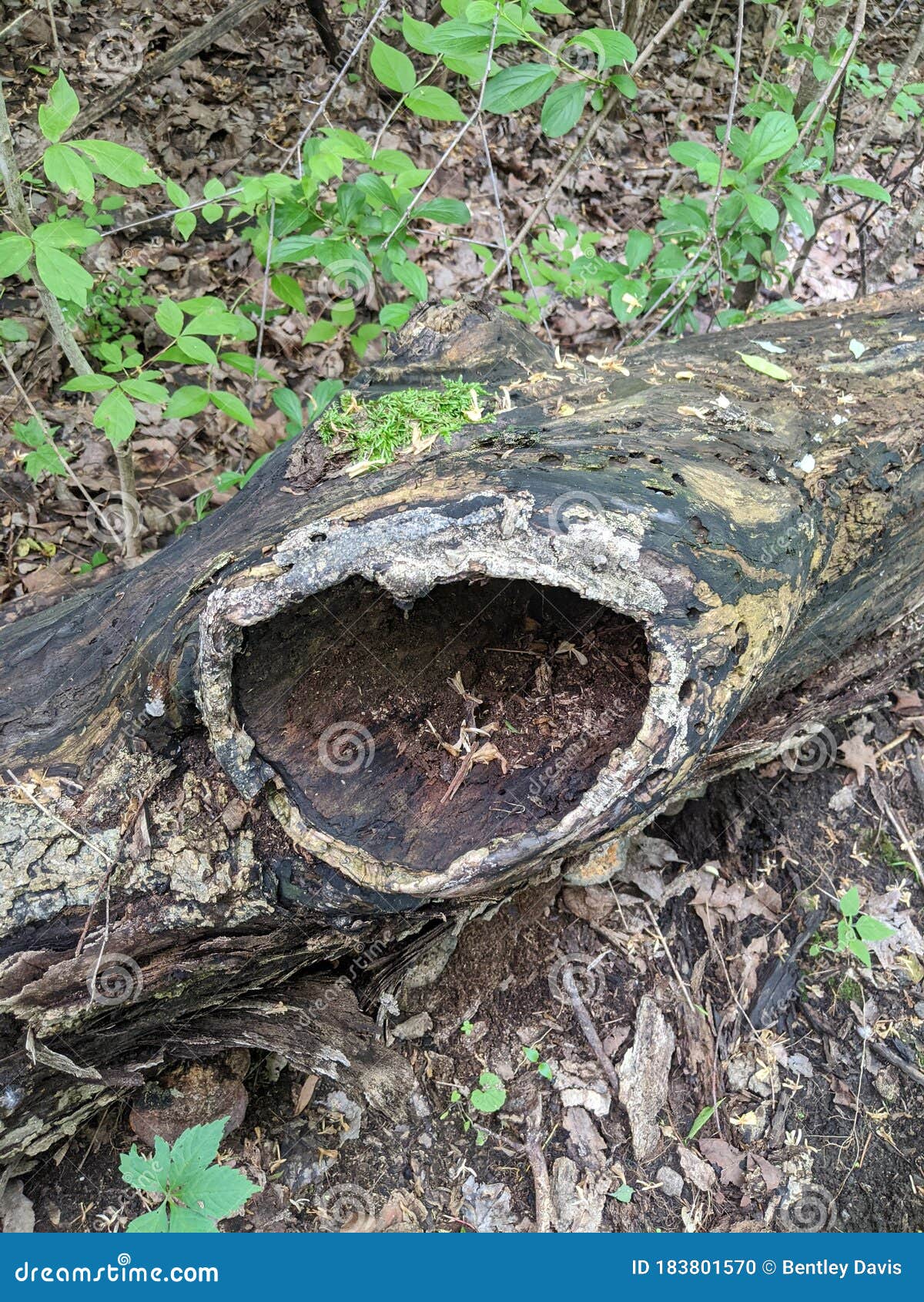 Fallen Decaying Tree with New Growth Stock Photo - Image of nature ...