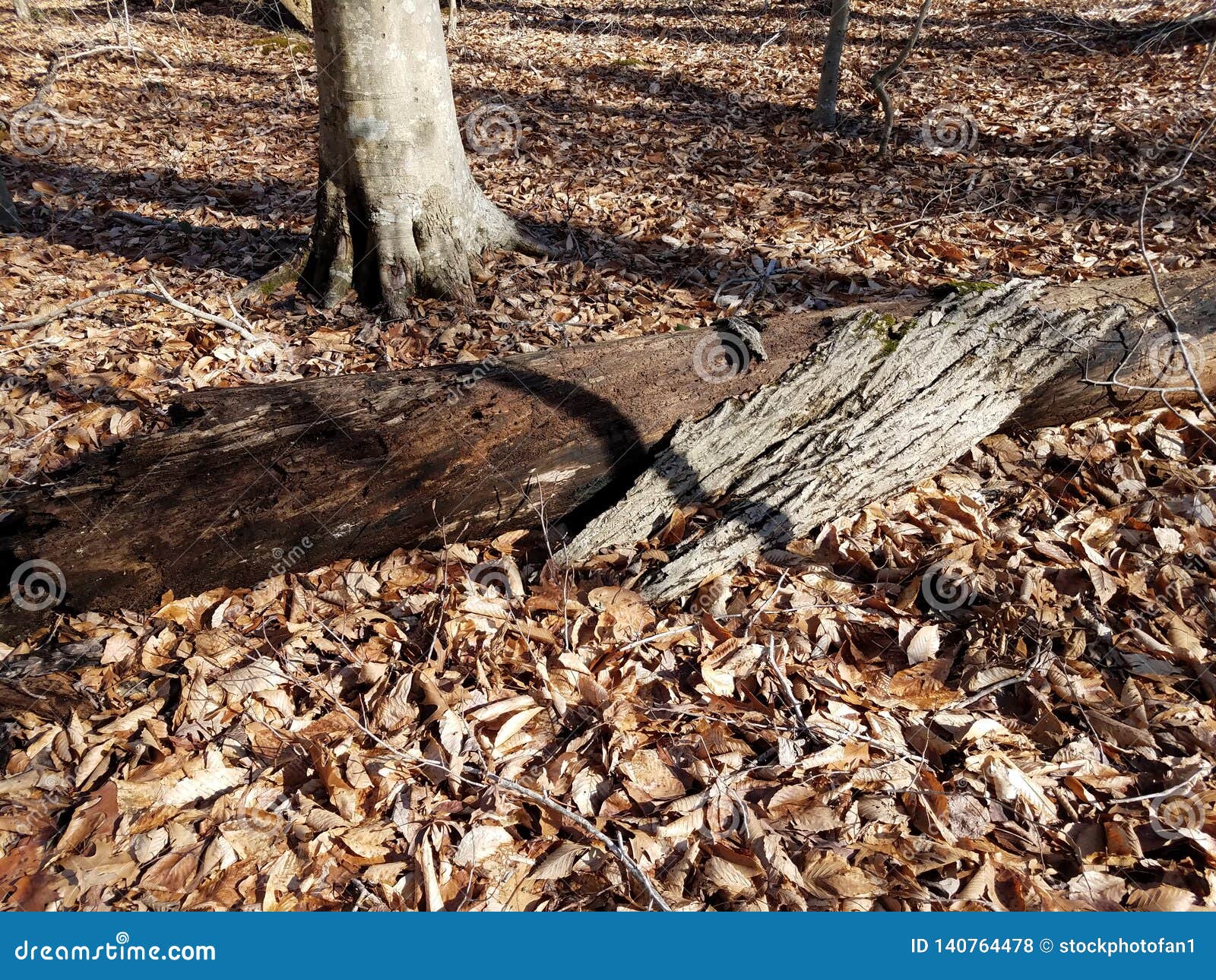 Fallen Tree Decomposing with Bark and Leaves in the Forest Stock Photo ...