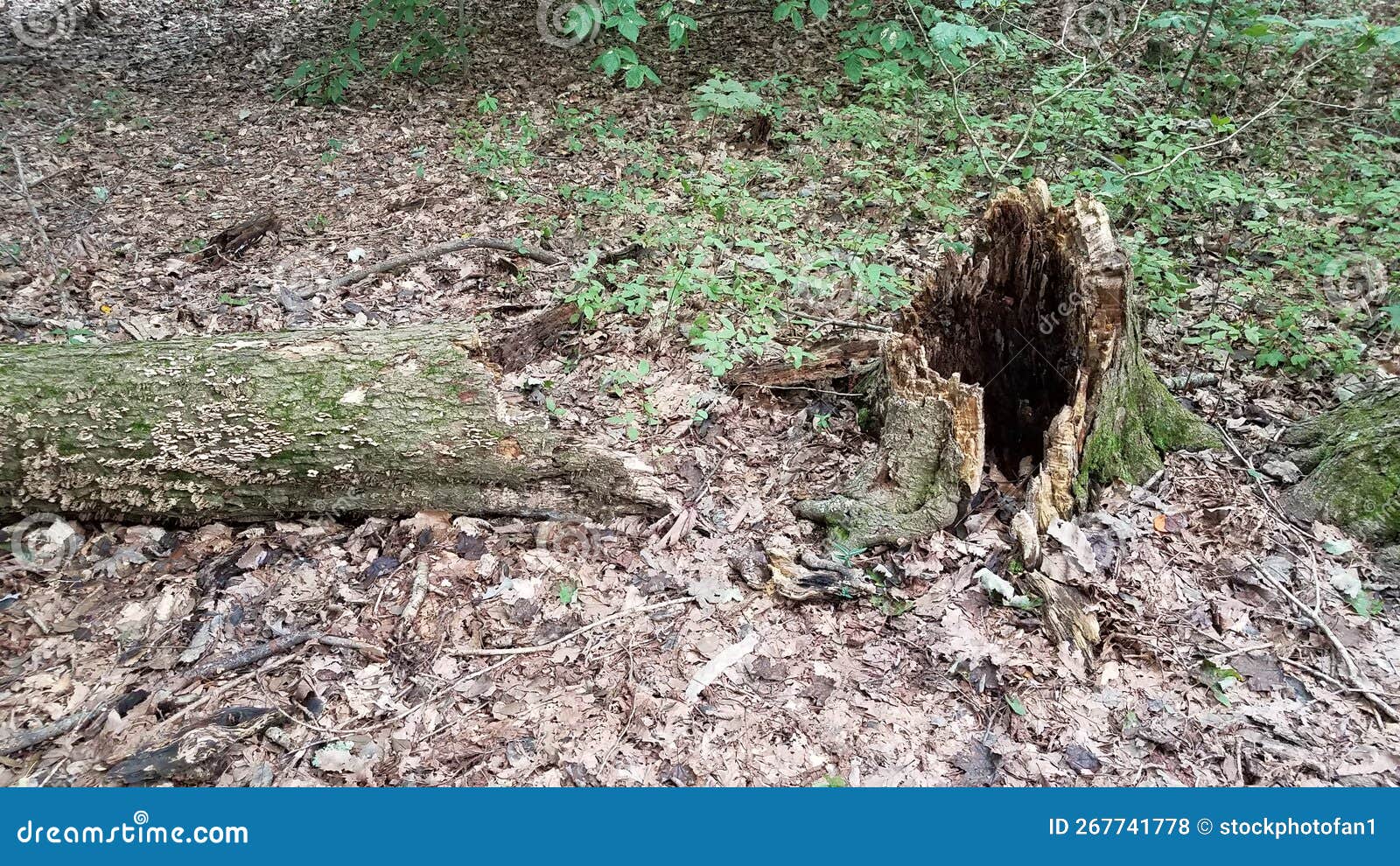 Fallen Tree Decomposing in the Forest or Woods with Mushrooms Stock ...