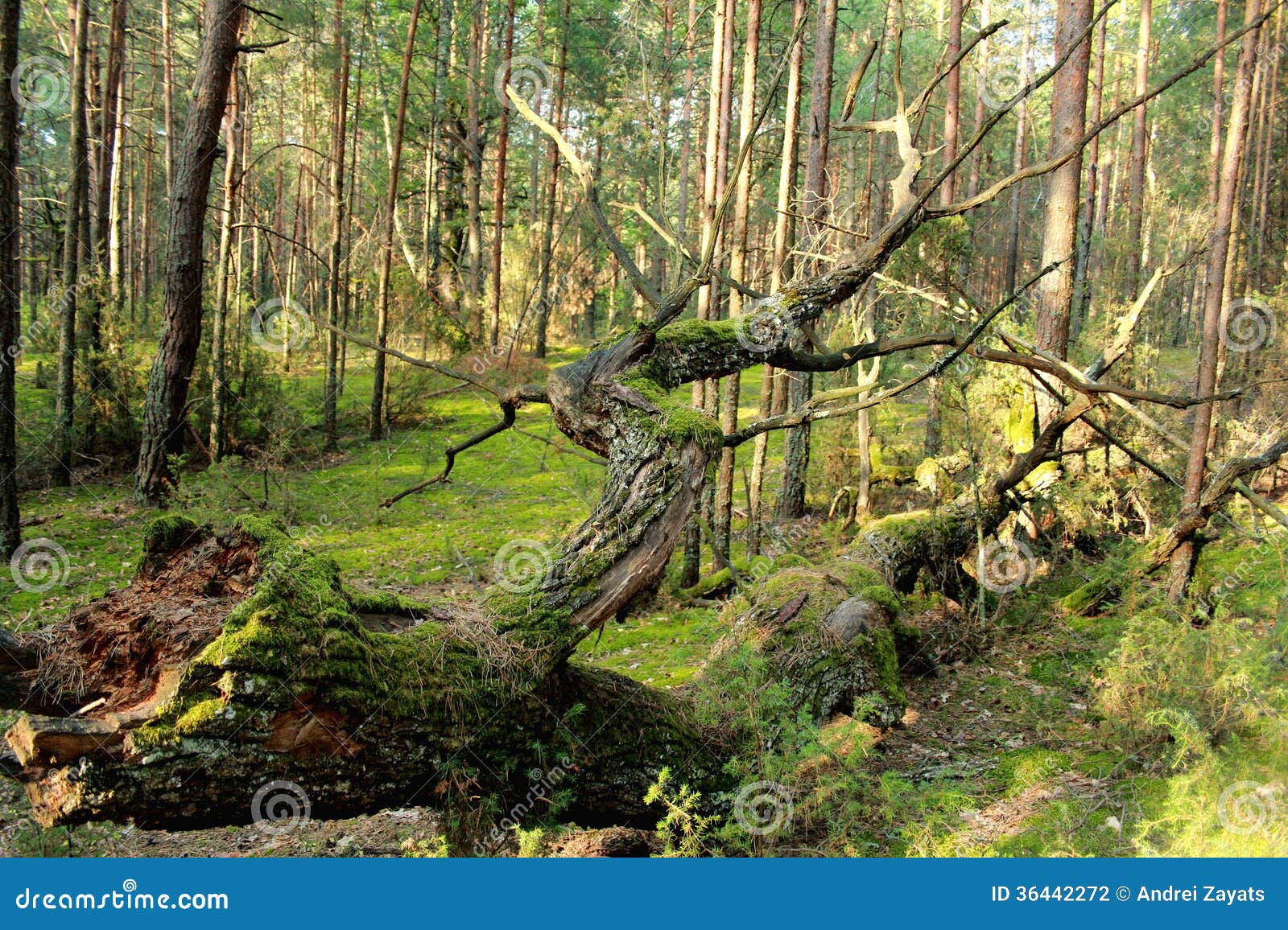 Fallen tree stock photo. Image of branches, tree, forest - 36442272