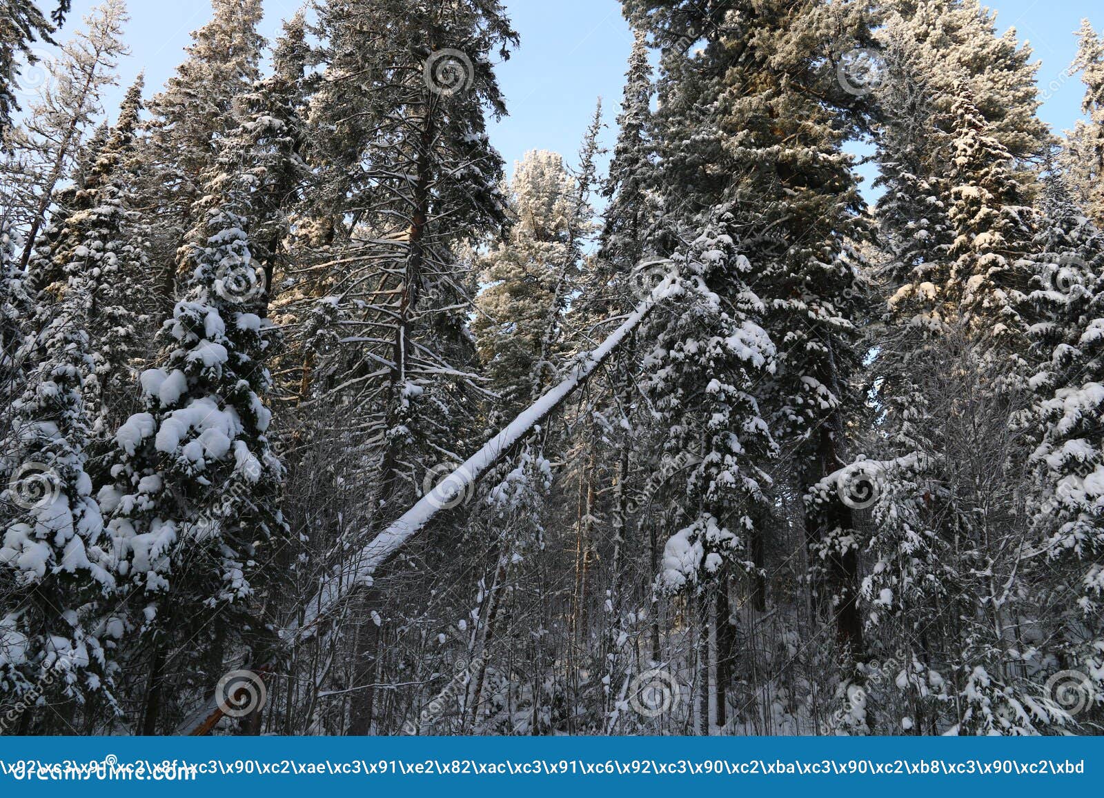 A Fallen Tree in a Dense Coniferous Forest Stock Photo - Image of ...