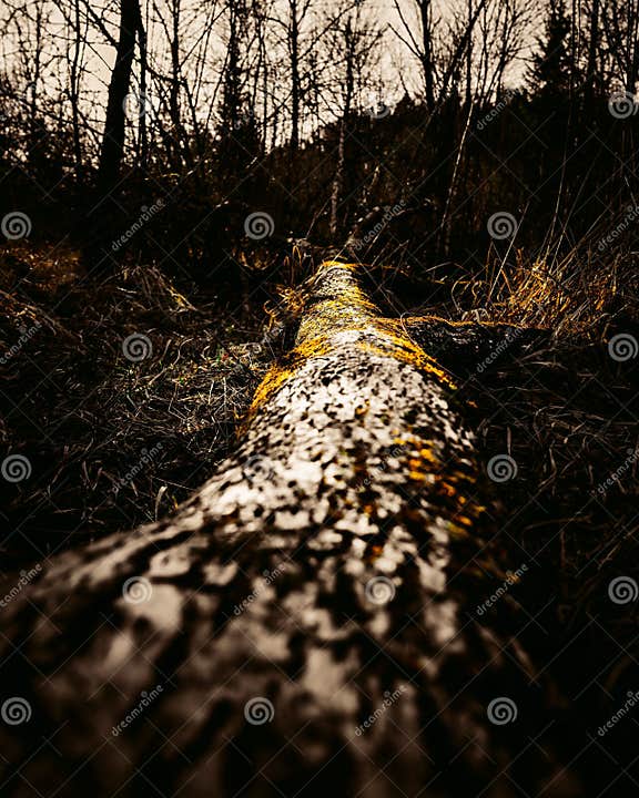 Fallen Tree in the Dense Dark Forest. Stock Image - Image of wild, wood ...