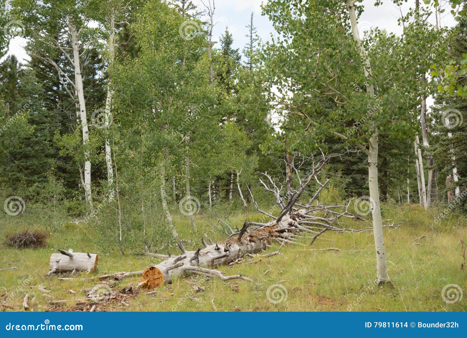 A Fallen Tree in the Desert Stock Photo - Image of branches, fallen ...